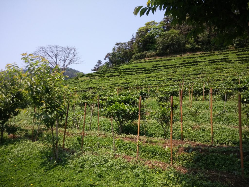 Cal e a sua variedade de uso no ramo da agricultura