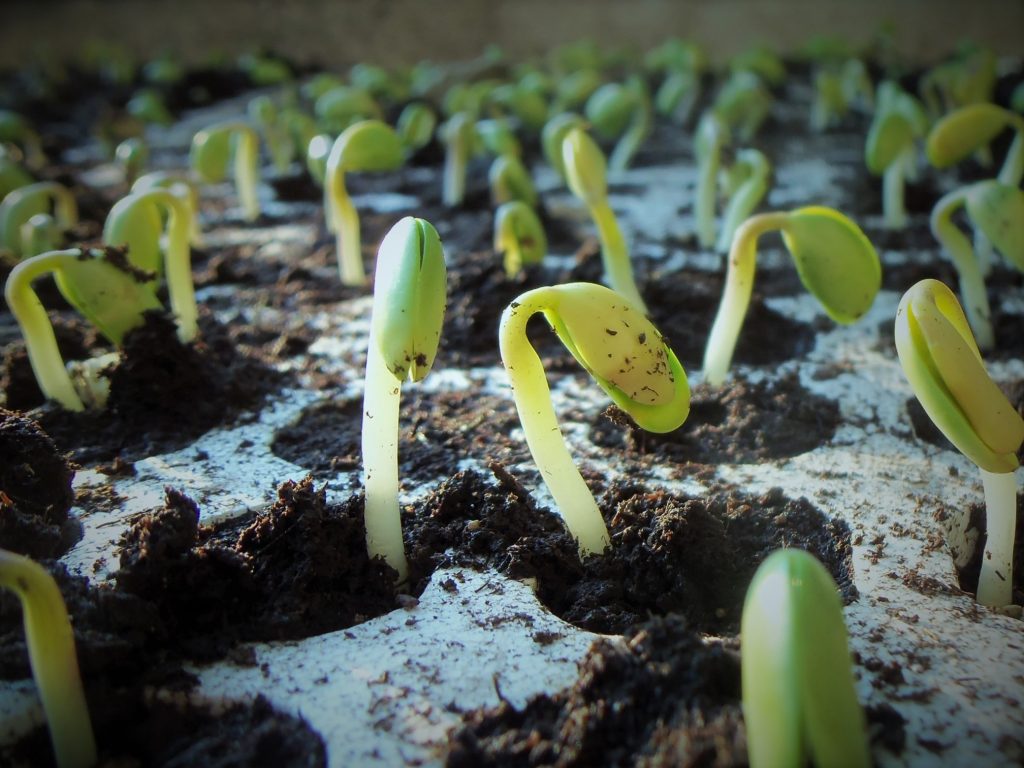 Germinação é o processo de brota de uma semente