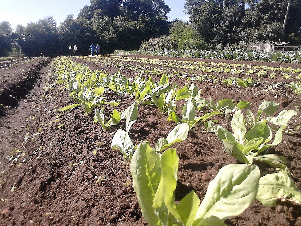 Almeirão é hortaliça ideal para quem gosta de sabores amargos