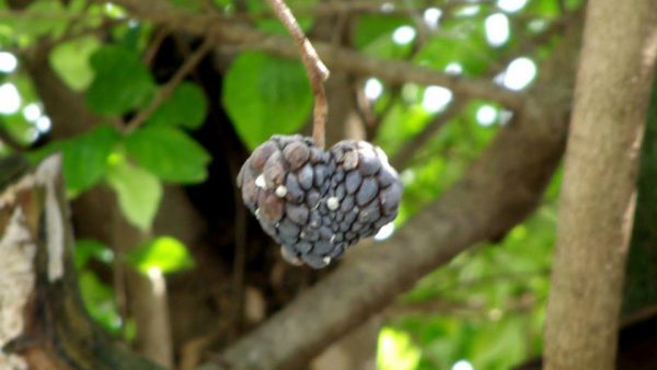 Atemoia é fruta pouco conhecida que surpreende pelos benefícios