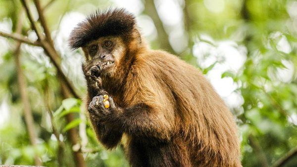 Macaco prego costuma invadir áreas cultivadas em busca de comida