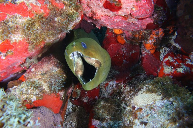 Moreia é peixe de aparência estranha e carne saborosa