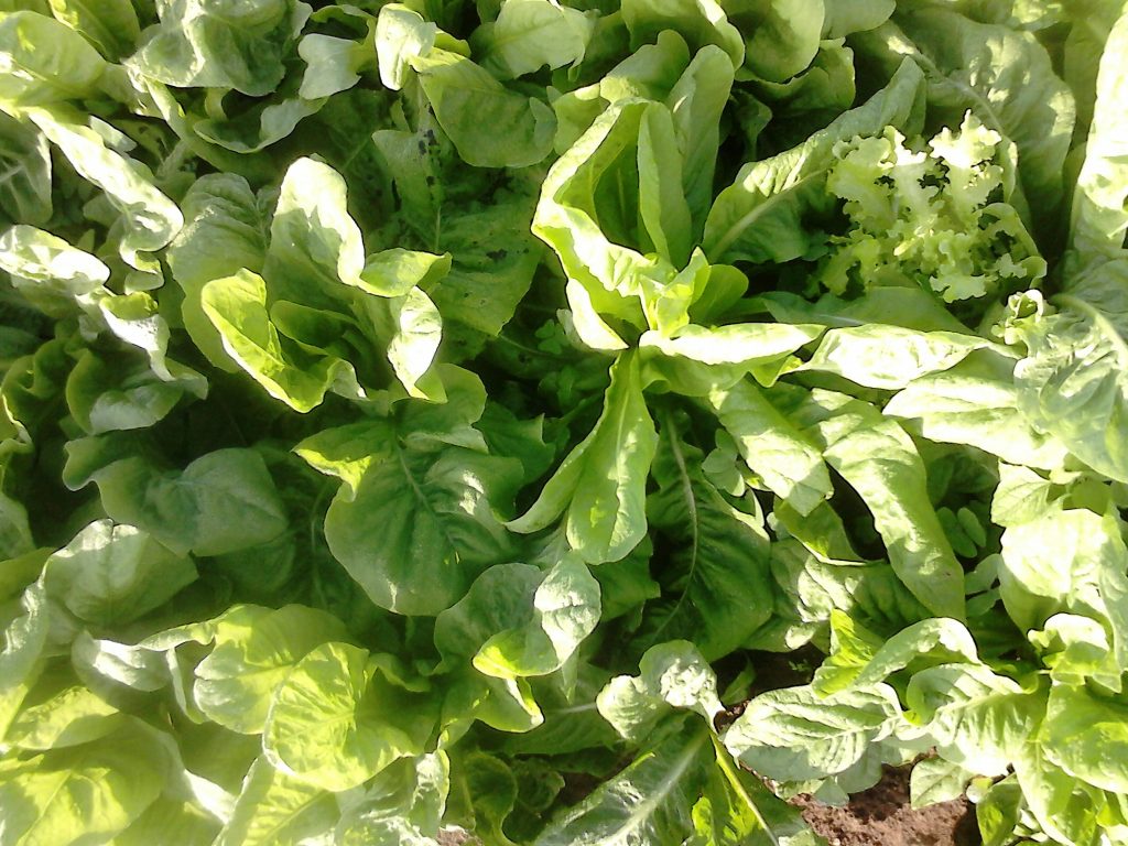 Almeirão é hortaliça ideal para quem gosta de sabores amargos