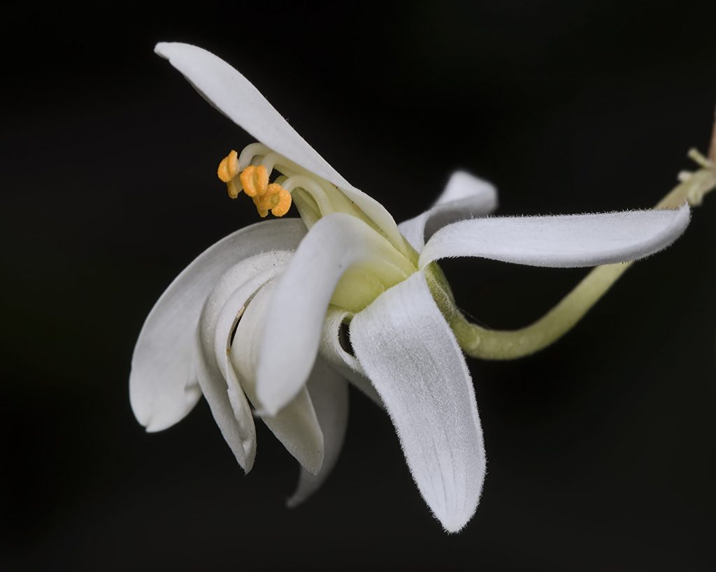 Angiospermas formam o grupo de plantas mais numeroso da natureza