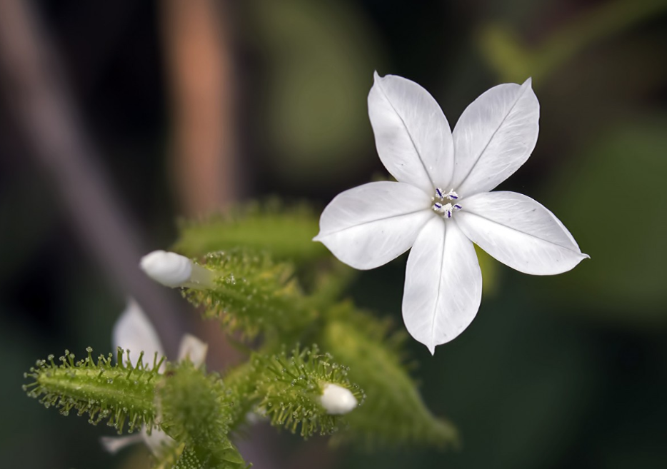 Angiospermas formam o grupo de plantas mais numeroso da natureza