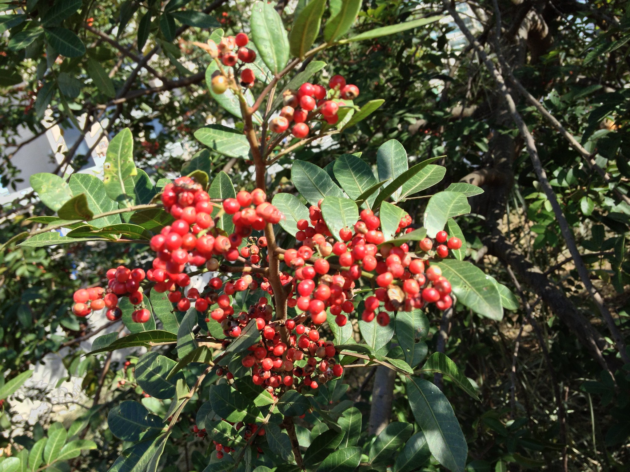 Aroeira é uma espécie com reconhecido valor medicinal