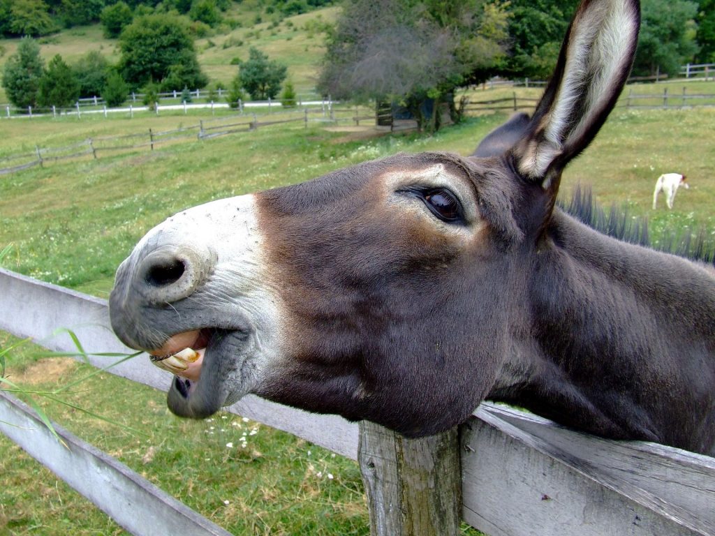 Burro: suas características e utilidades no meio rural