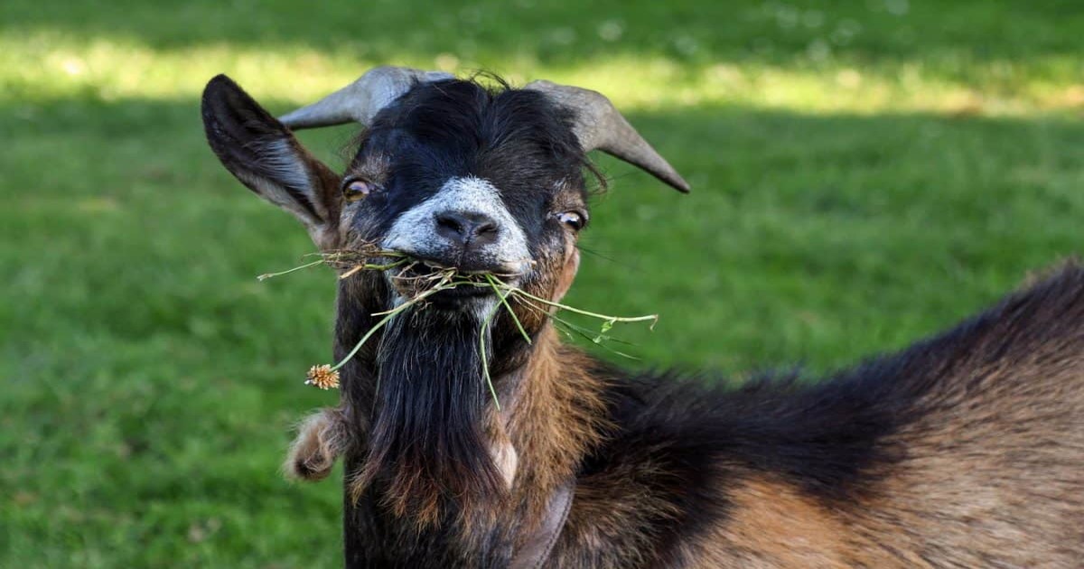 Cabra do Brasil tem rebanhos na nona posição do ranking mundial