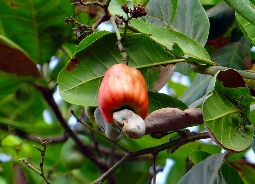Caju é grande fonte de renda para países tropicais