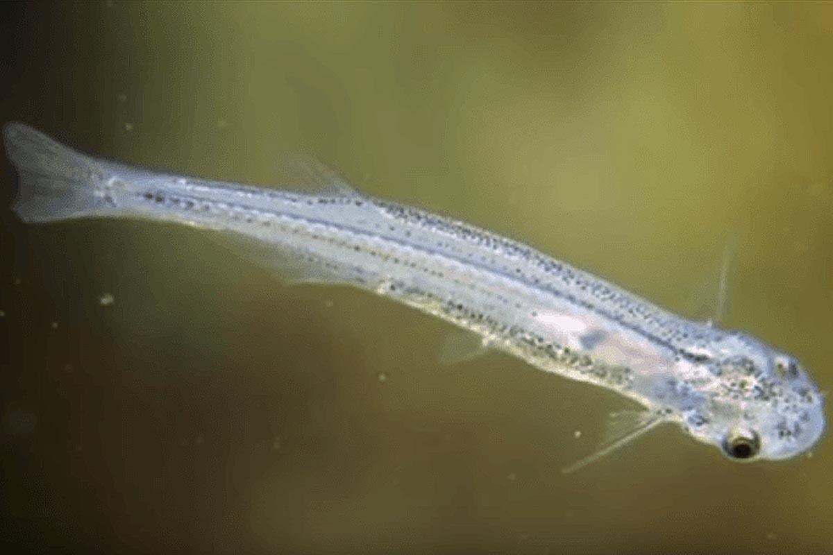 Candiru é conhecido como peixe-vampiro por sua voracidade
