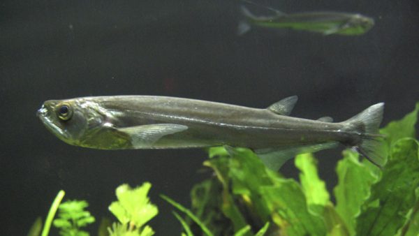 Candiru é conhecido como peixe-vampiro por sua voracidade