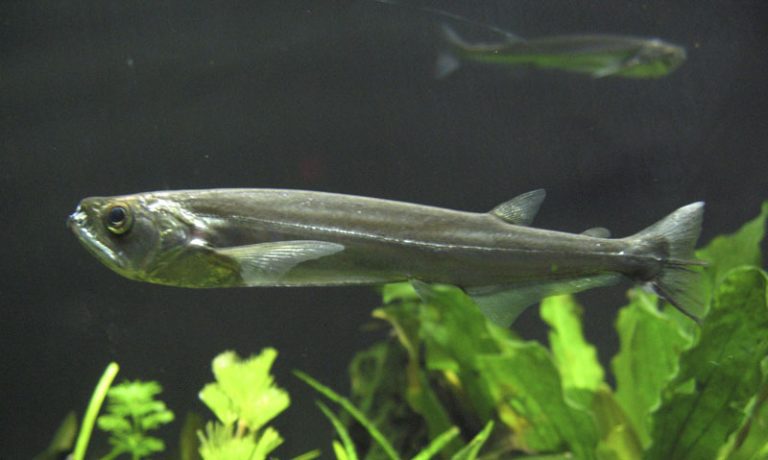 Candiru é conhecido como peixe-vampiro por sua voracidade