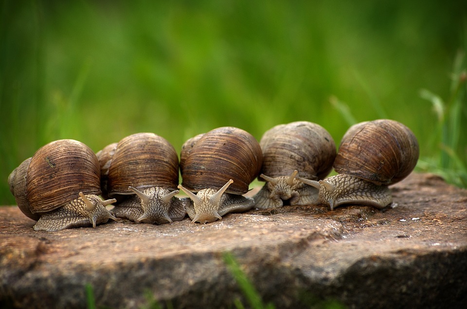 O caracol é considerado uma praga para a agricultura