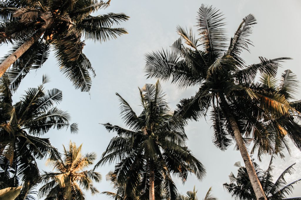 Coco verde é um fruto nutritivo que tem a cara do verão