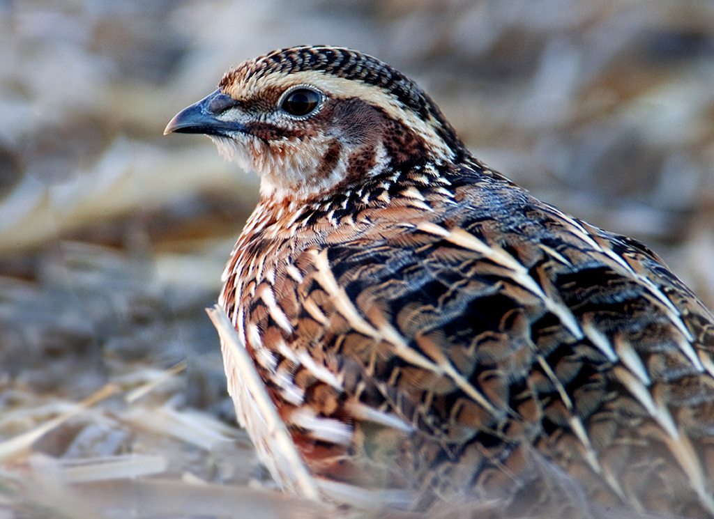Codorna é ave cada vez mais popular e de ótima reprodução