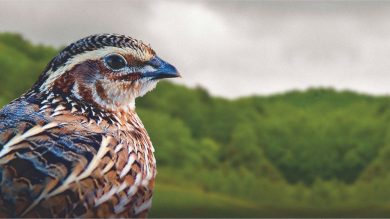 Codorna é ave cada vez mais popular e de ótima reprodução