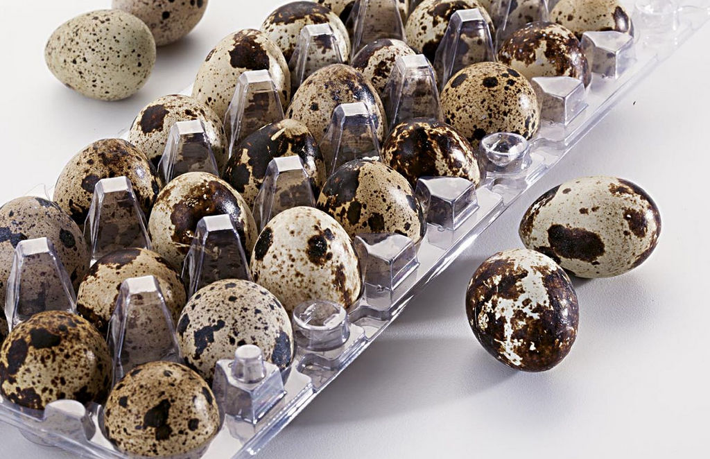 Codorna é ave cada vez mais popular e de ótima reprodução