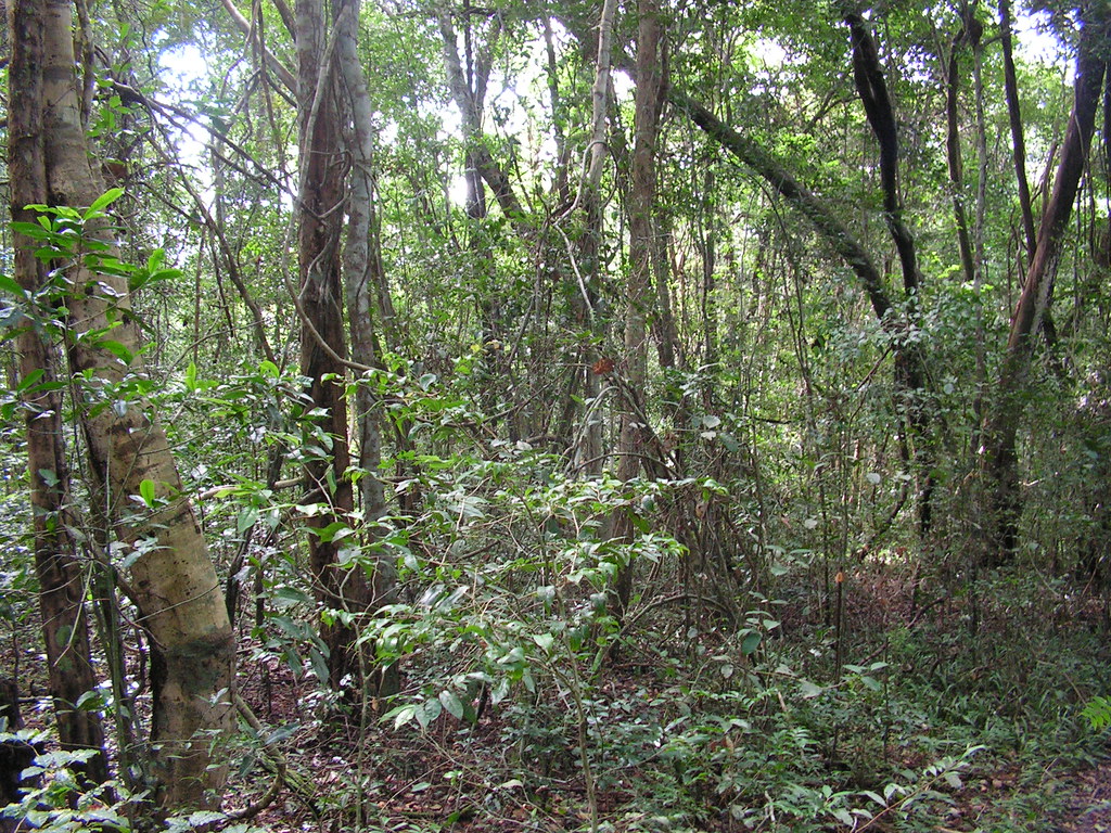 Floresta e as belezas encontradas em cada uma de suas variações