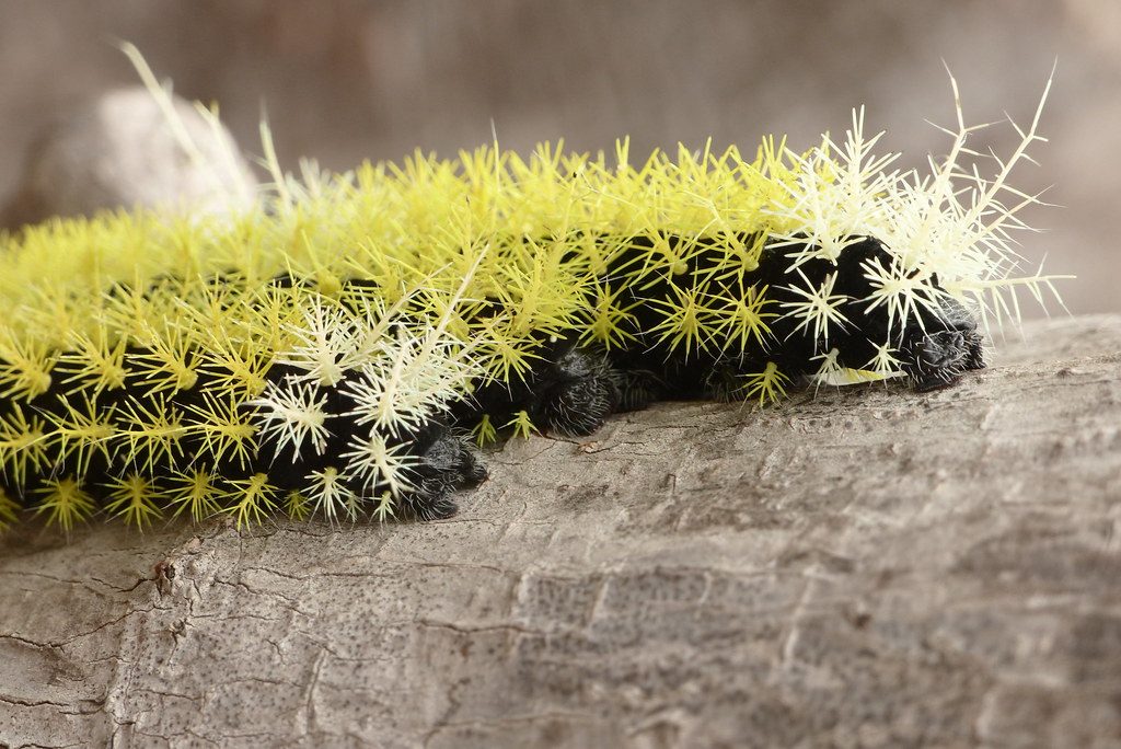 Lagarta de fogo e a importância do tratamento para sua queimadura