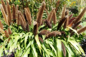 Milheto é gramínea de origem africana que se adaptou bem ao Cerrado