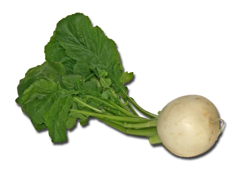 Nabo é um vegetal versátil que serve para alimentação e até adubação