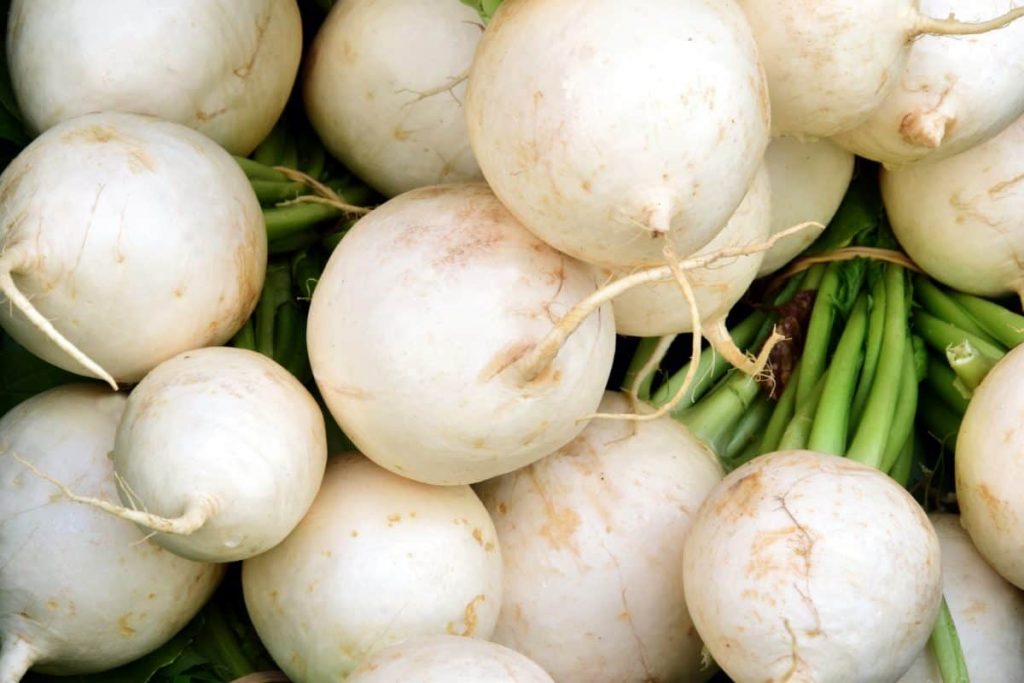 Nabo é um vegetal versátil que serve para alimentação e até adubação