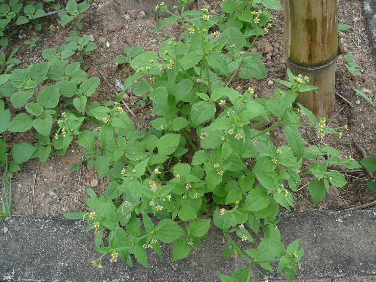 Picão é planta que possui diversas indicações fitoterápicas