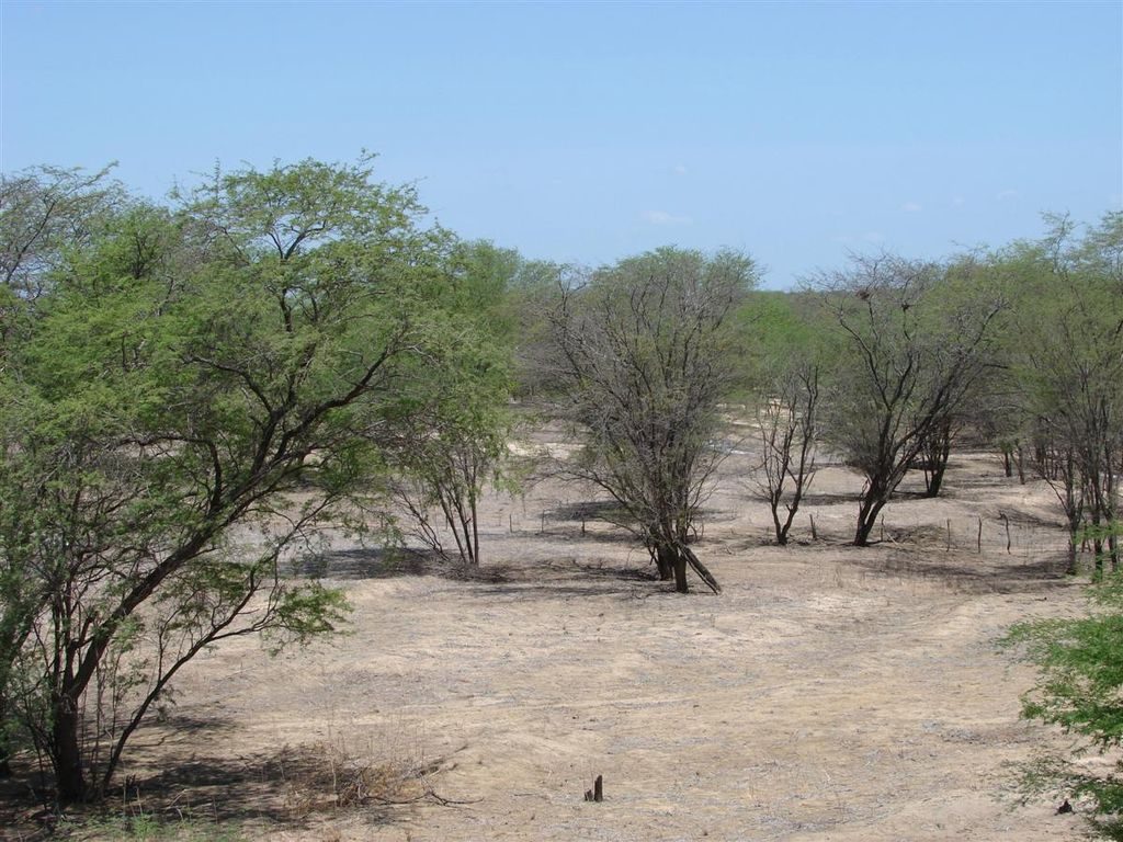 Caatinga é bioma de destaque na região Nordeste do Brasil