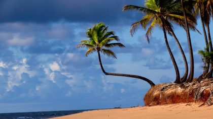 Coqueiro pode atingir até 30 metros de altura e rende boa produção