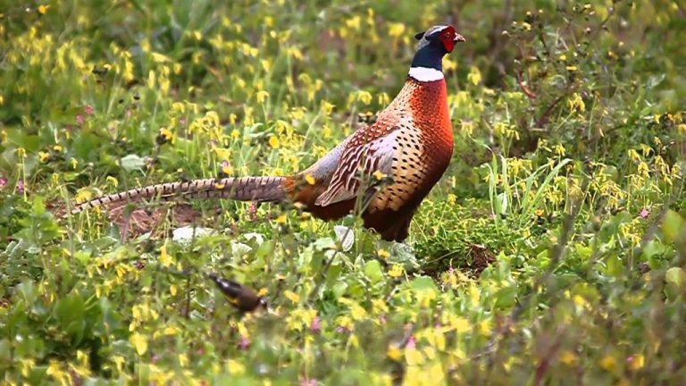 Faisão é ave robusta que está com a criação em alta