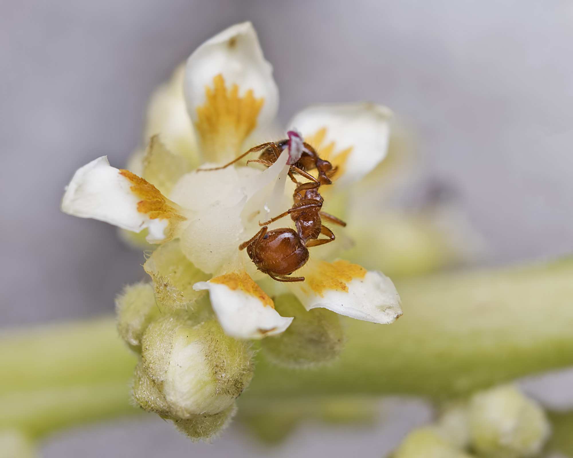 Formiga de fogo tem uma picada dolorida e pode causar alergias