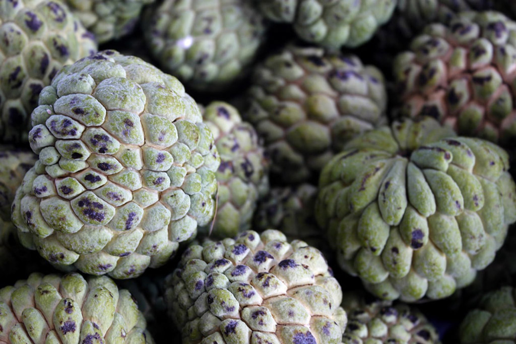 Fruta do conde é rica em potássio e fortalece o sistema imunológico