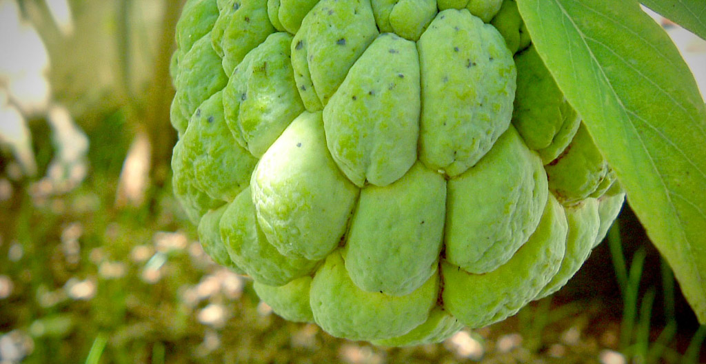 Fruta do conde é rica em potássio e fortalece o sistema imunológico