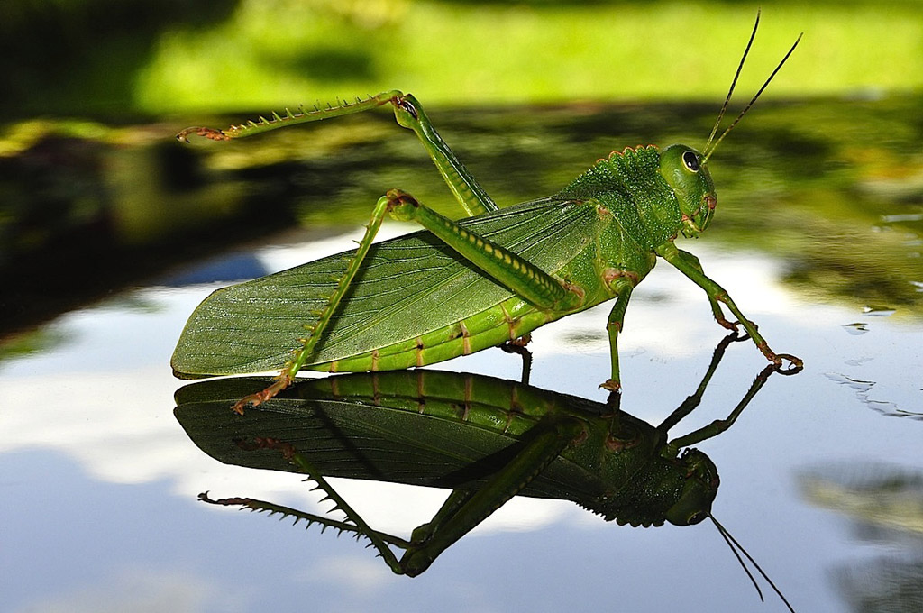 Grilo é um inseto presente em diversas regiões do mundo