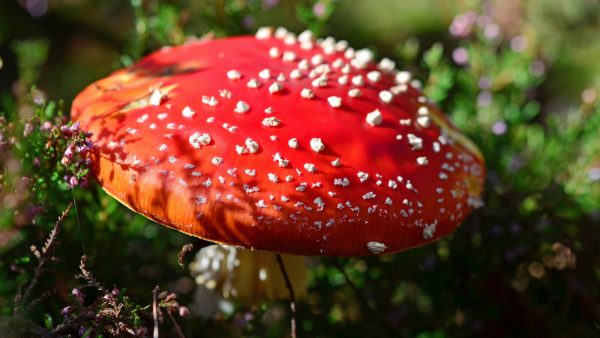 Hifas são estruturas que permitem o desenvolvimento dos fungos