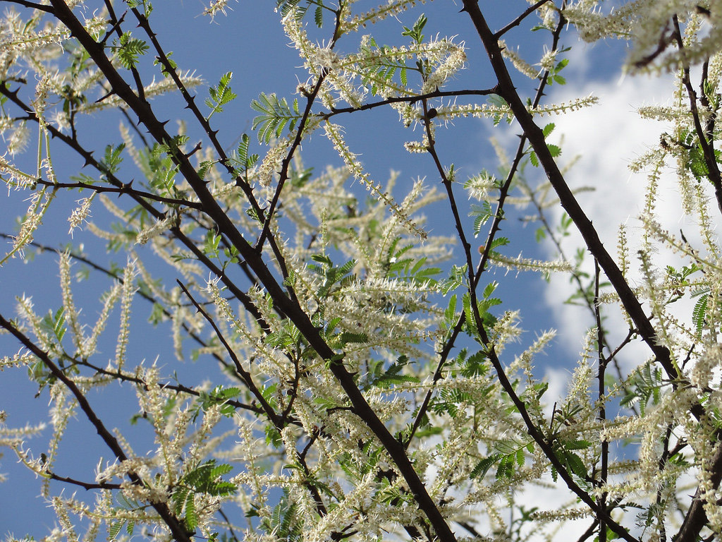 Jurema tem propriedades psicoativas e é comum no Nordeste brasileiro
