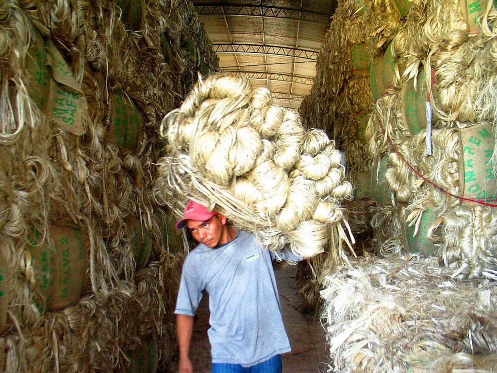 Juta tem folhas serreadas e é muito utilizada em decorações e artesanatos