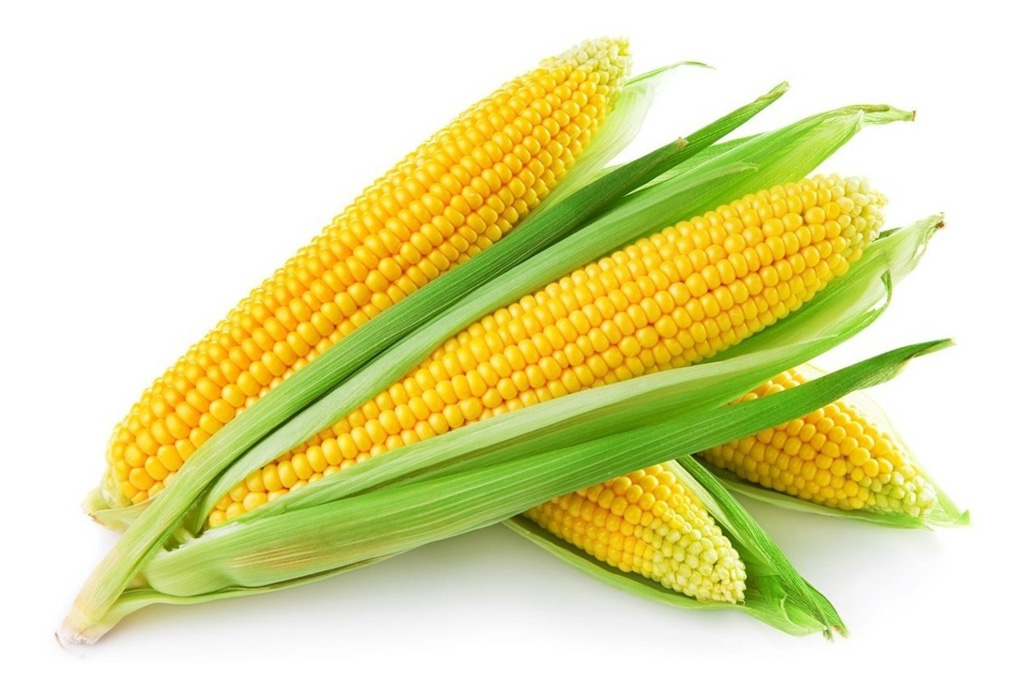 Milho é extensivamente cultivado e utilizado como alimento e ração
