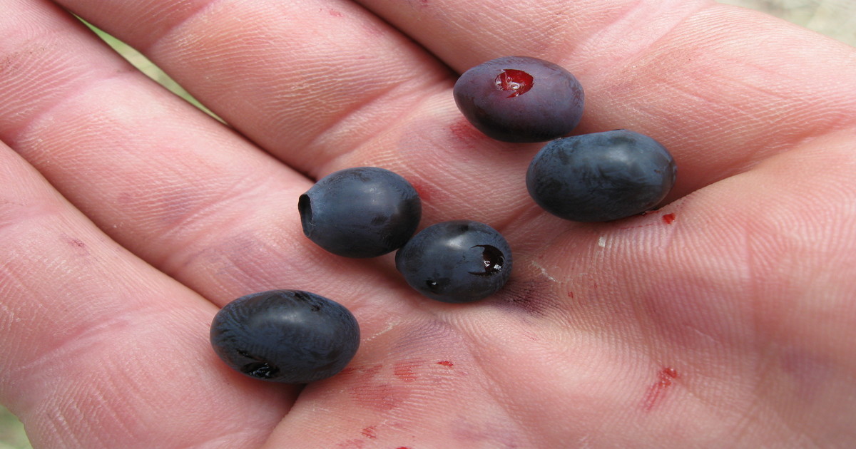 Mirtilo apresenta benefícios para as mais diversas partes do corpo humano