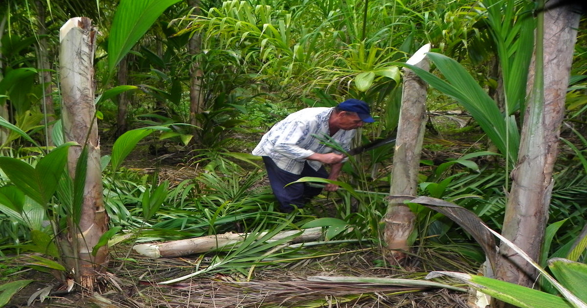 Palmito é fundamental para o comércio e culinária do Brasil