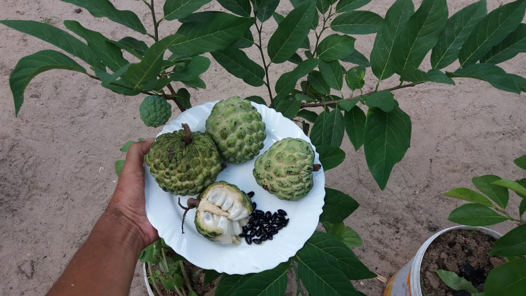 Pinha é o órgão de algumas plantas onde ficam as estruturas reprodutivas