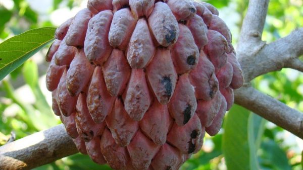 Pinha é o órgão de algumas plantas onde ficam as estruturas reprodutivas