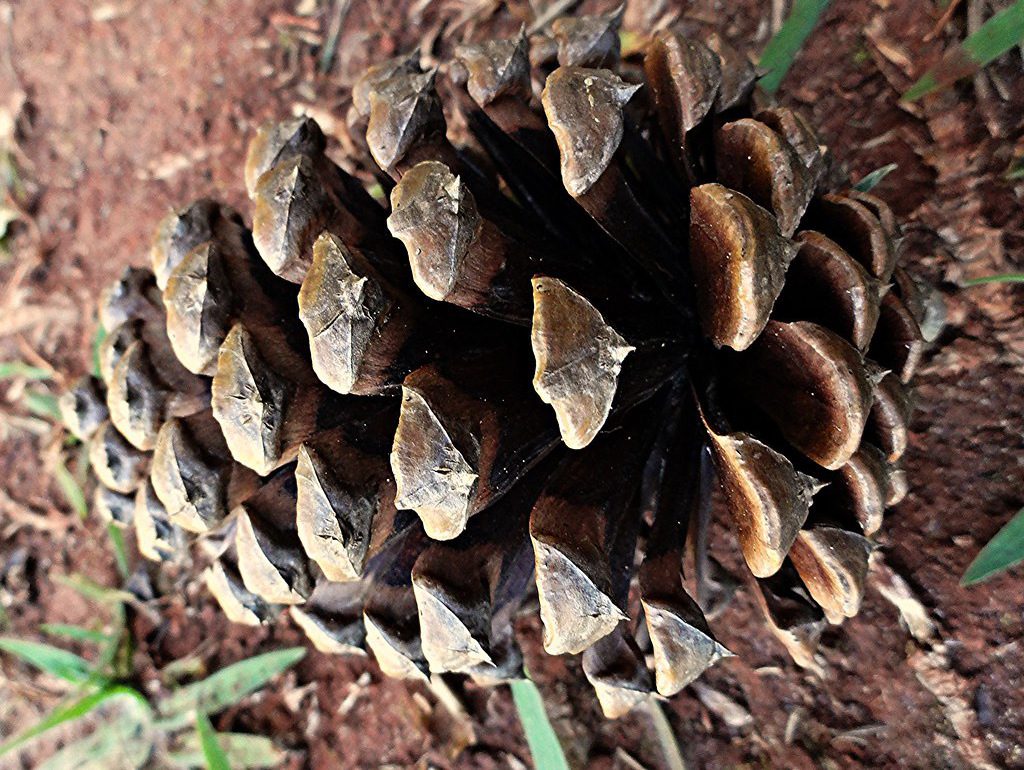 Pinha é o órgão de algumas plantas onde ficam as estruturas reprodutivas