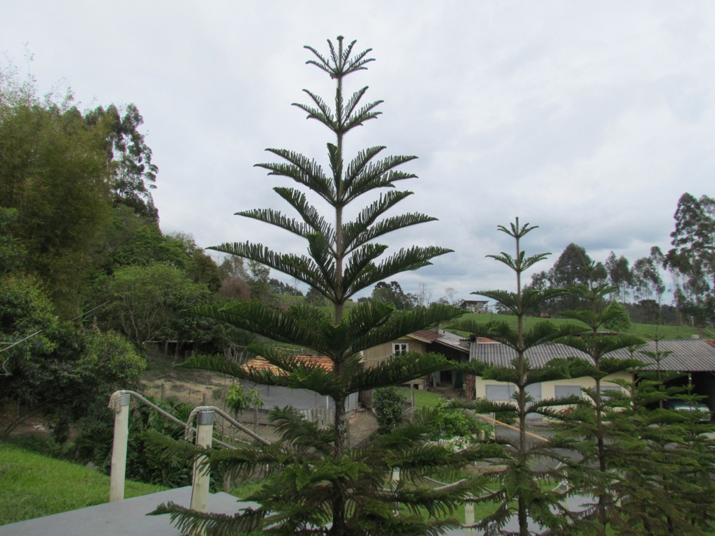 Pinheiro é o nome comum de árvores da divisão Pinophyta