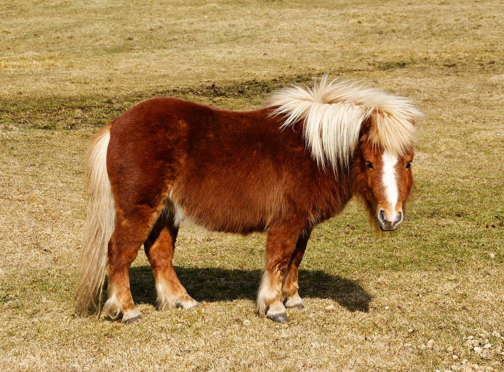 Pônei é menor que um cavalo e tem cauda e crina mais densas