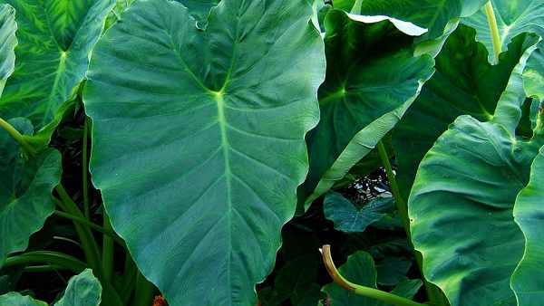 Taioba é popular em saladas e traz benefícios variados para a saúde