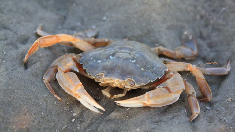 Caranguejo é um crustáceo mundialmente utilizado na culinária
