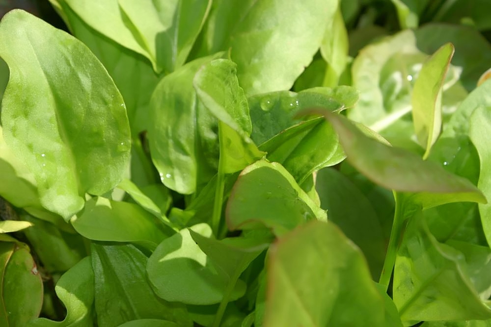 Azedinha é planta rica em antioxidantes e pode ser consumida na salada