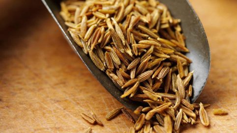 Cominho é uma planta muito empregada na alimentação e em licores