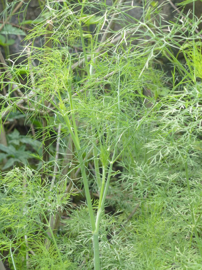 Endro é uma erva oriental muito utilizada em países europeus